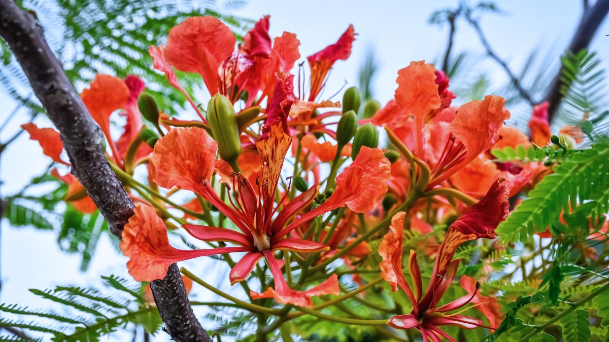 Tổng hợp 50+ hình ảnh hoa phượng đẹp gắn liền với mùa hè